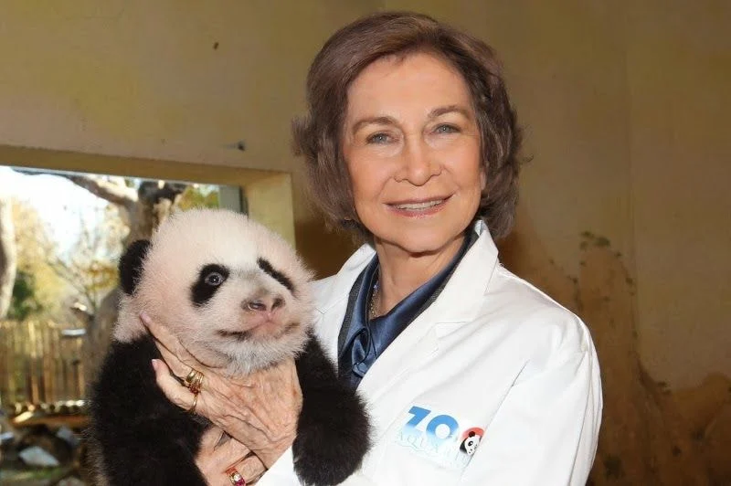 Netizens show numerous instances of celebrities with baby pandas and ... Netizens show numerous instances of celebrities with baby pandas and ...