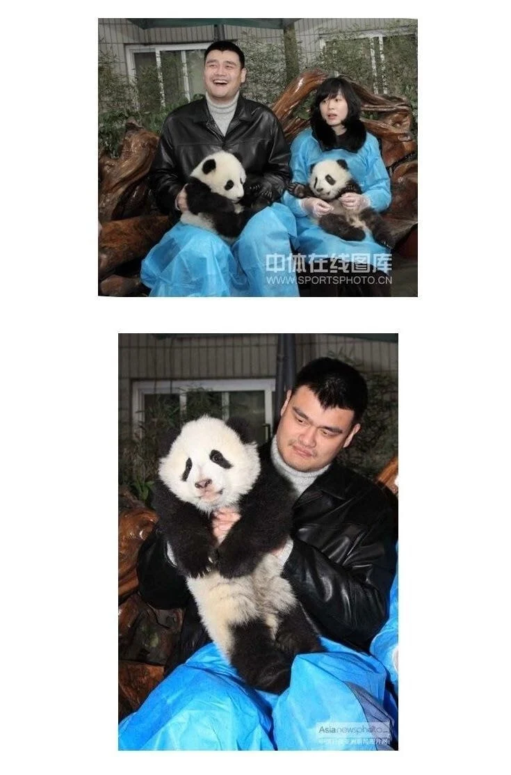 Netizens show numerous instances of celebrities with baby pandas and ... Netizens show numerous instances of celebrities with baby pandas and ...