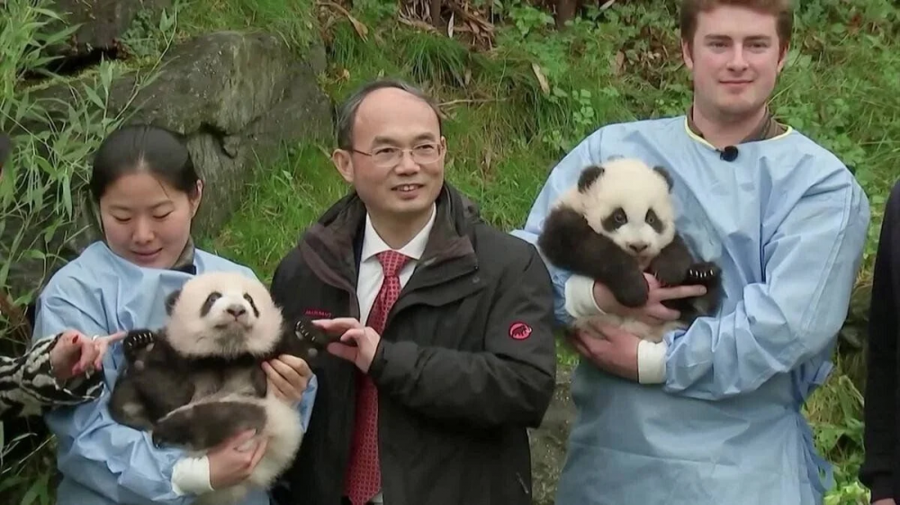 Netizens show numerous instances of celebrities with baby pandas and ... Netizens show numerous instances of celebrities with baby pandas and ...