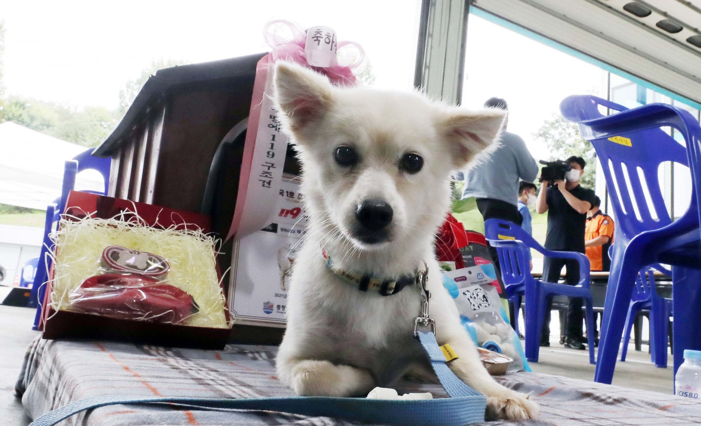 Baekgu becomes the first honorary rescue dog in South Korea after ...