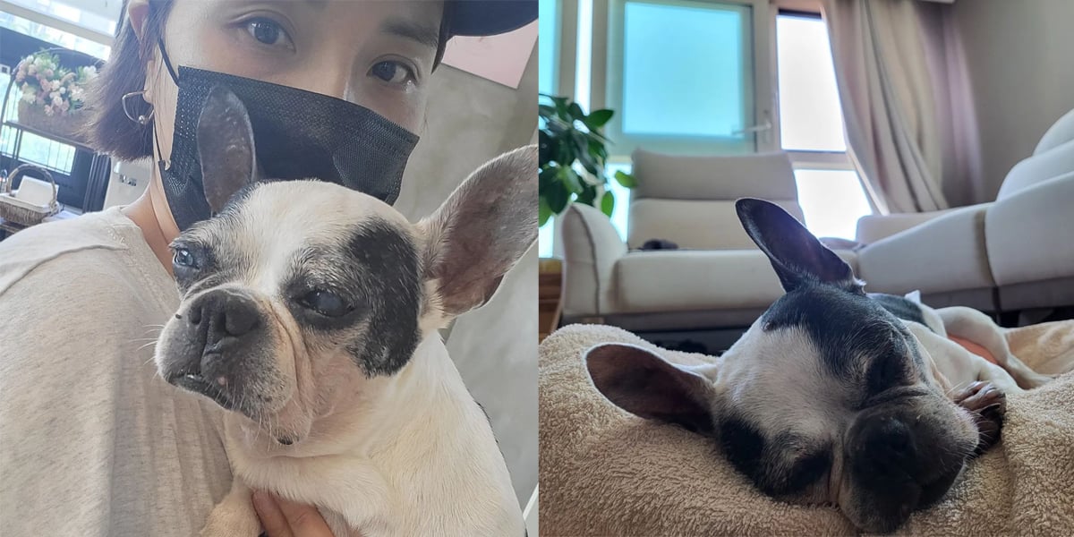 Comedian Shin Bong Sun bids farewell to her beloved dog, Yanggaeng ...