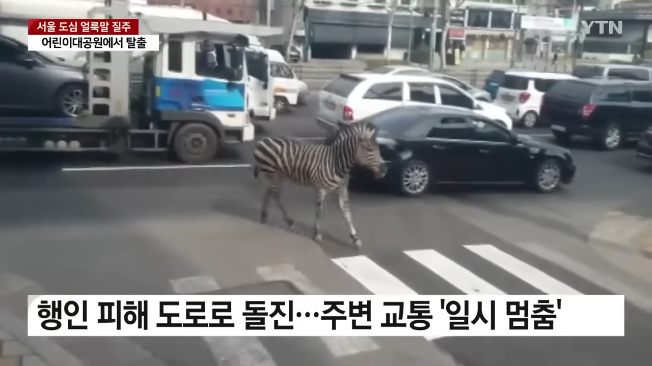 Stripes in the city: Zebra discovered roaming downtown Seoul's streets ...