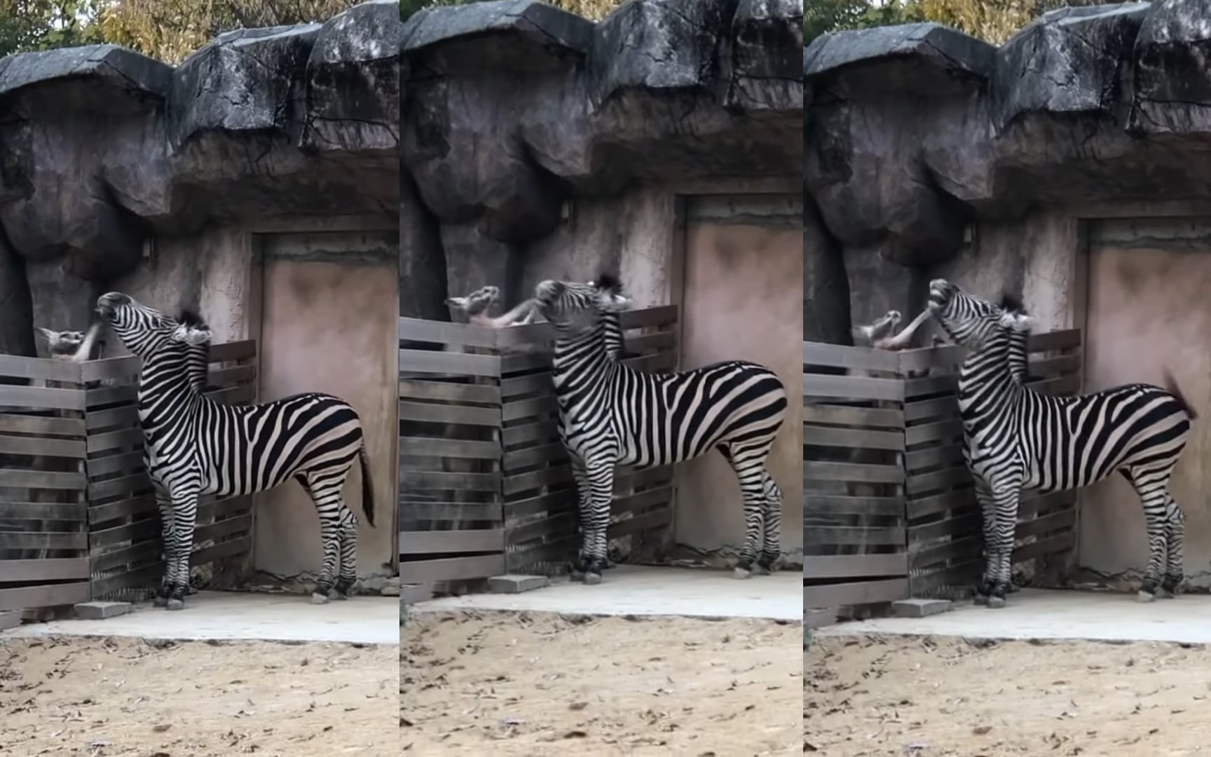 Bullying in the animal kingdom: did a kangaroo's attack cause Sero the ...