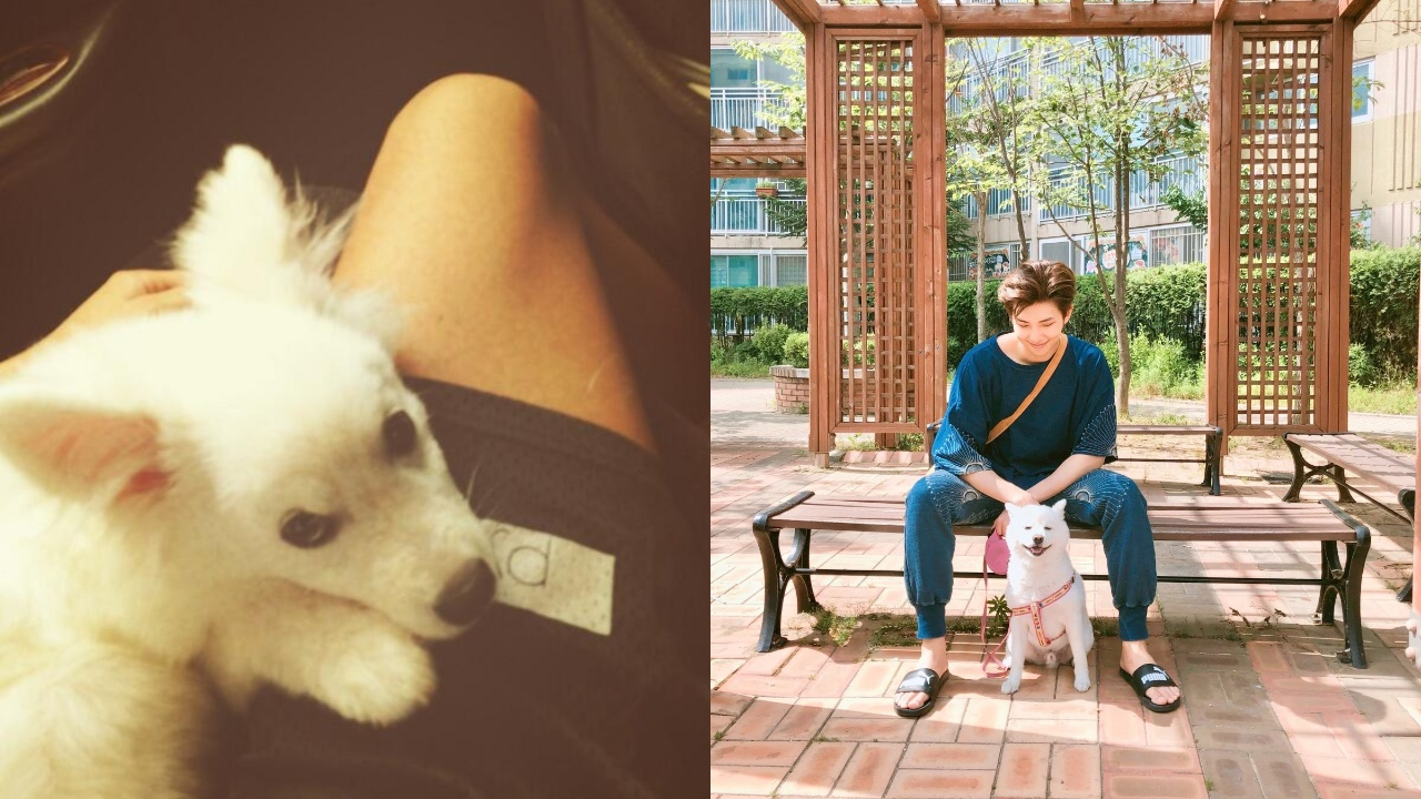 BTS RM shares the heartbreaking news of his beloved dog's passing | allkpop