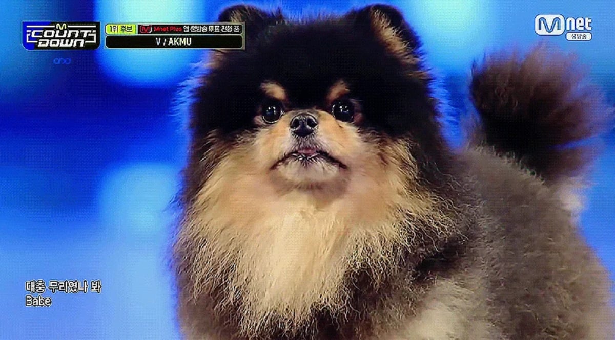 Netizens hilariously react to the adorable K-pup rookie that amassed ...