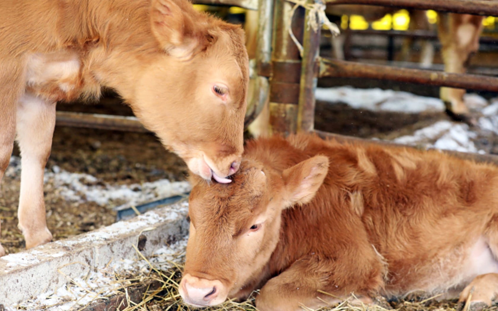 Farmer neglects 63 cows and they all starved to death | allkpop